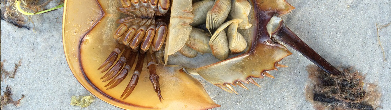 Horseshoe Crab and Shorebirds in Delaware Bay New Jersey – SEVENSEAS Media