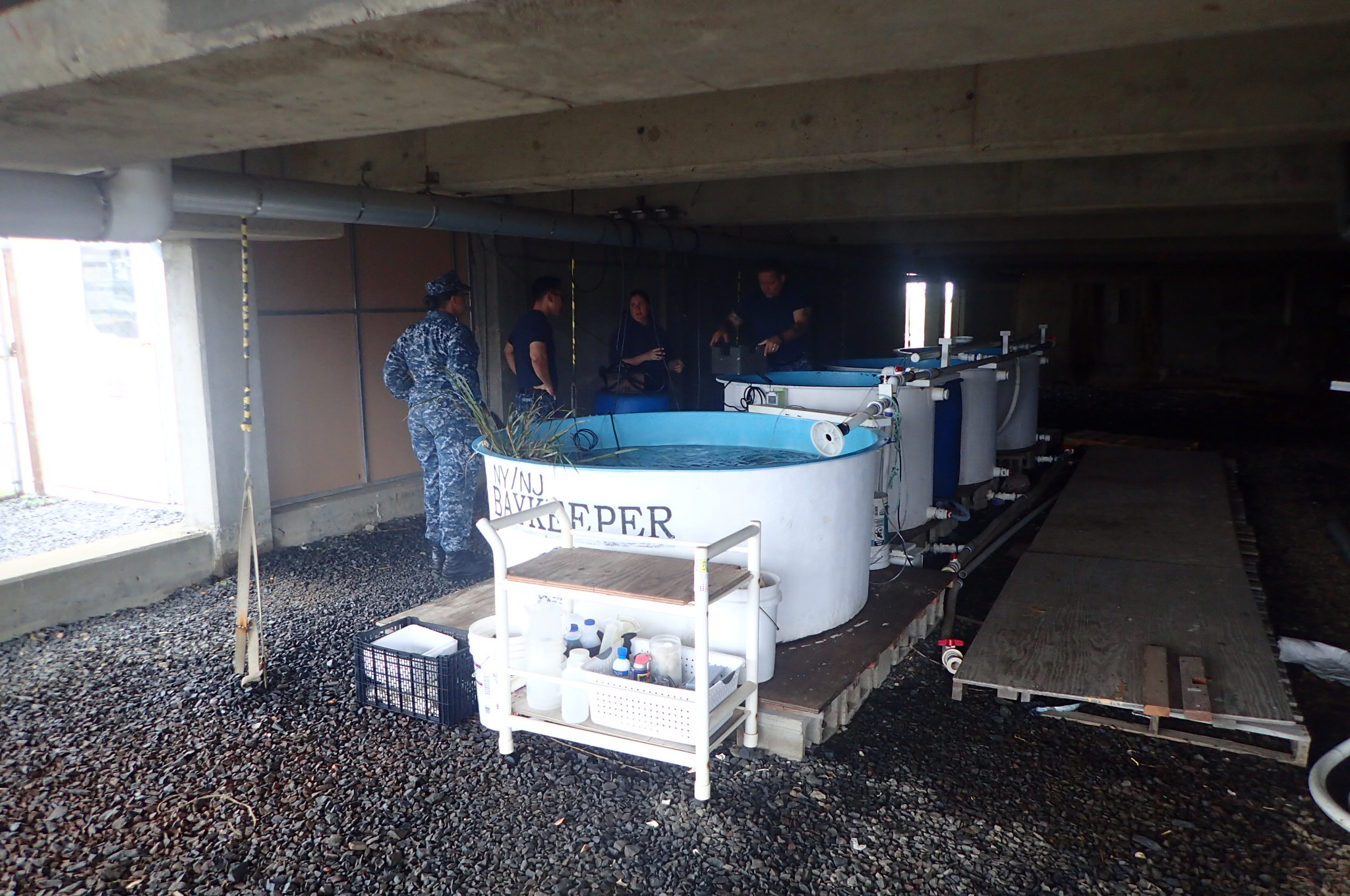 tanks of farmed oysters — SEVENSEAS Media