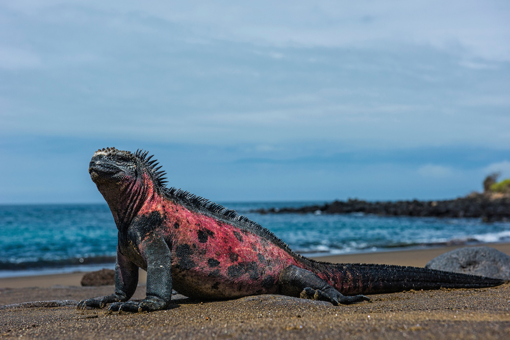 The most amazing nature photography you will see from Galapagos in 2018 ...