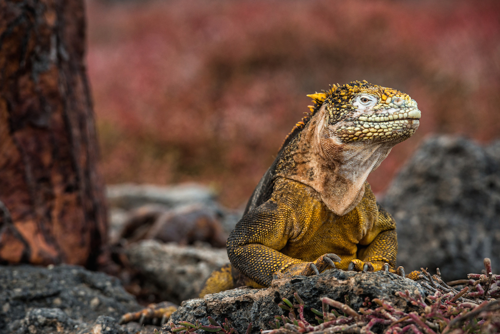 The most amazing nature photography you will see from Galapagos in 2018 ...