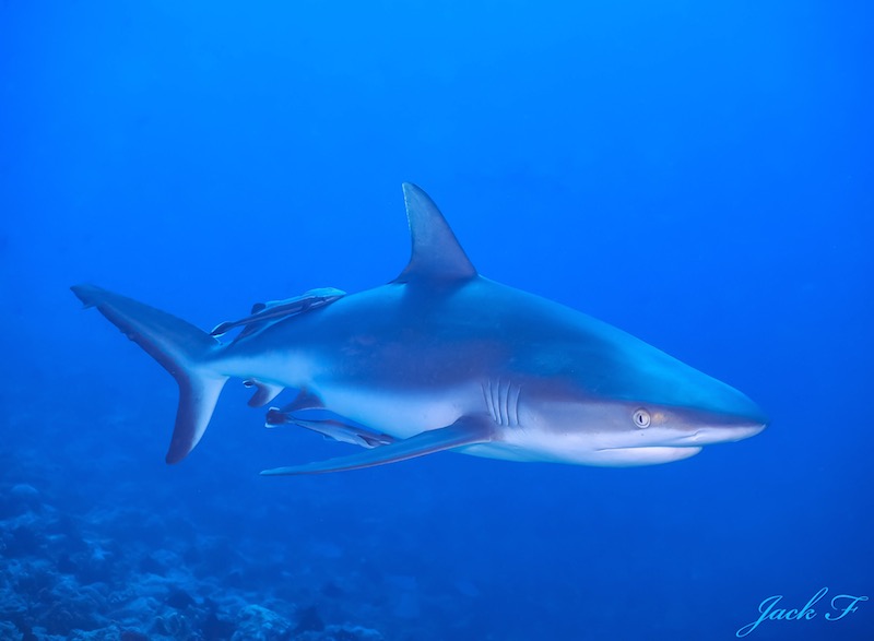 Grey Shark — SEVENSEAS Media