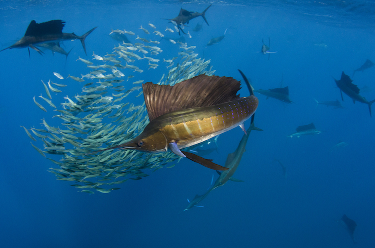 Atlantic Sailfish Feeding Sevenseas Media
