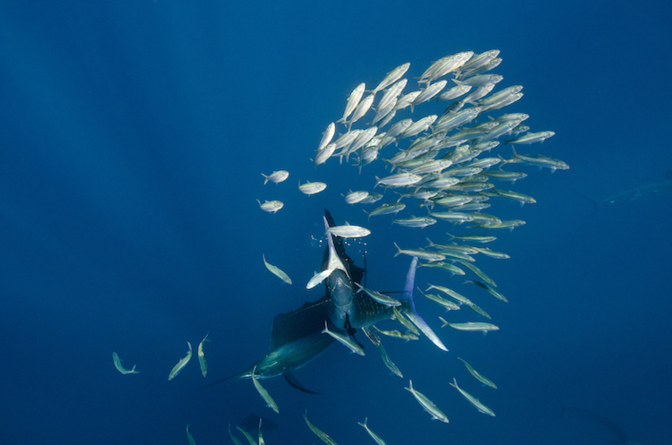 Atlantic Sailfish Feeding — SEVENSEAS Media