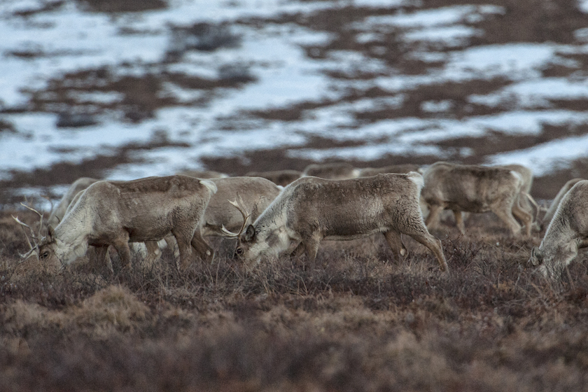 In Pursuit: Photographing the Porcupine Caribou Migration — SEVENSEAS Media