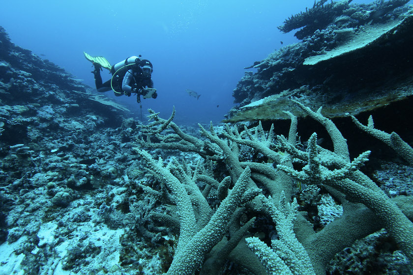 Feature Destination: New Caledonia’s Coral Reefs Offer a Glimmer of ...