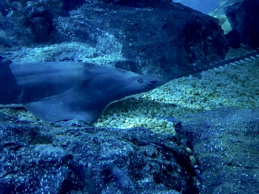 Review Of Siam Aquarium (Sea Life Bangkok Ocean World) — SEVENSEAS Media