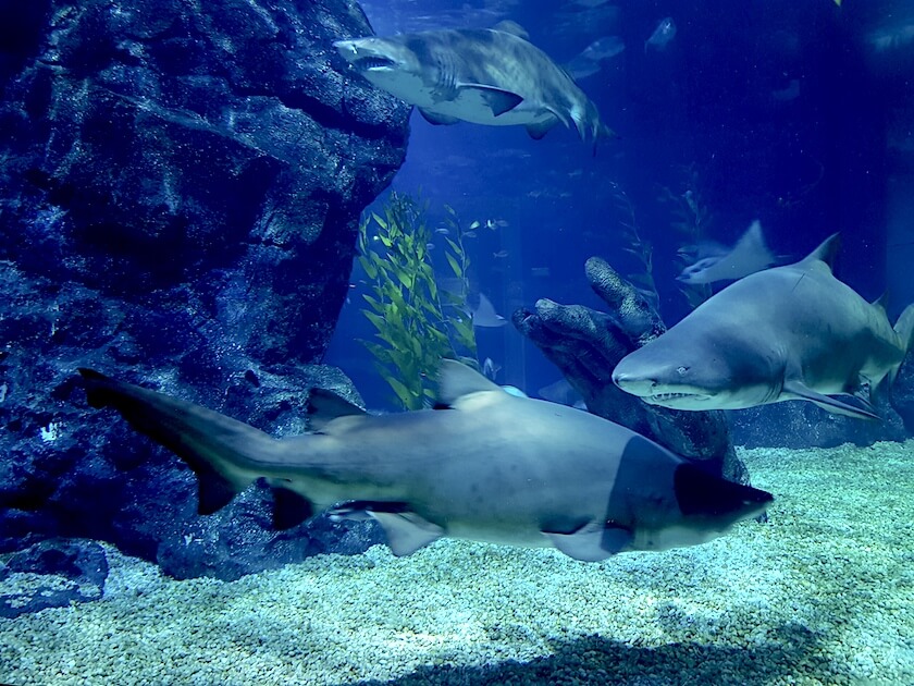 Review Of Siam Aquarium (Sea Life Bangkok Ocean World) — SEVENSEAS Media