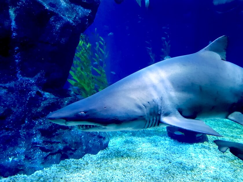 Review Of Siam Aquarium (Sea Life Bangkok Ocean World) — SEVENSEAS Media