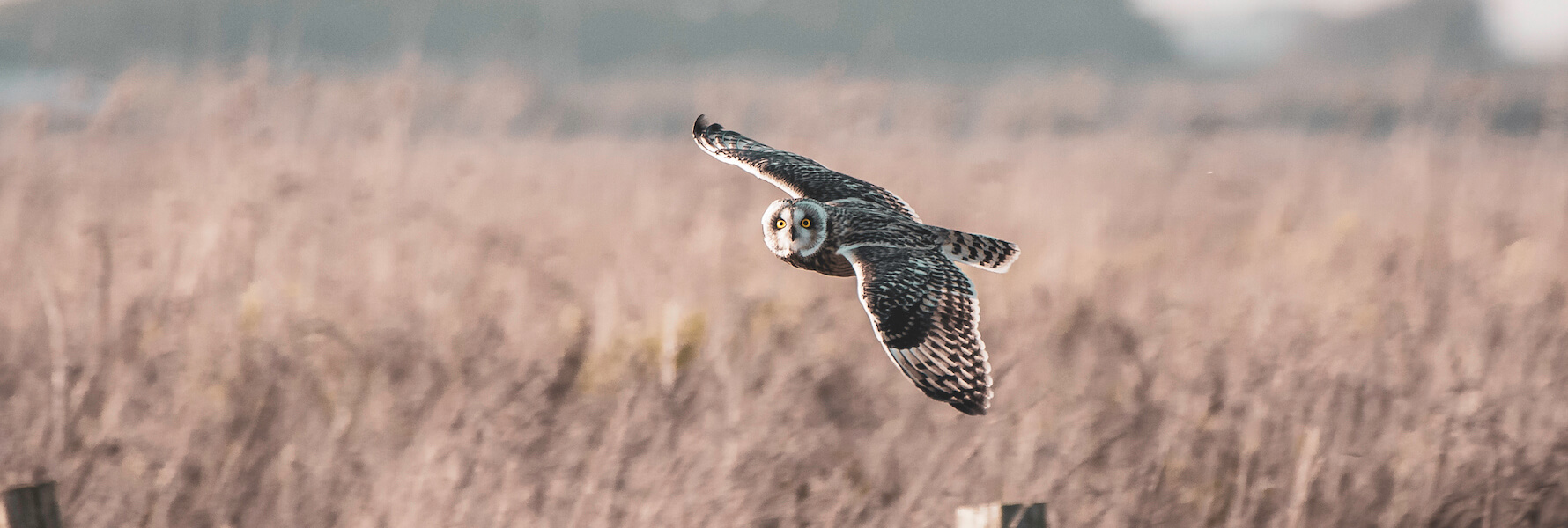 Embracing the Wild: Conservation on Scotland's Isle of Islay by David ...