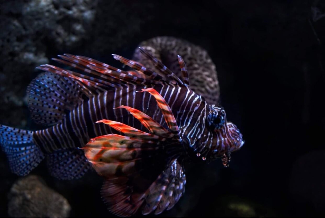 Review Of Siam Aquarium (Sea Life Bangkok Ocean World) — SEVENSEAS Media