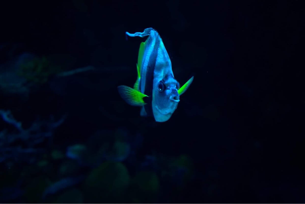 Review Of Siam Aquarium (Sea Life Bangkok Ocean World) — SEVENSEAS Media