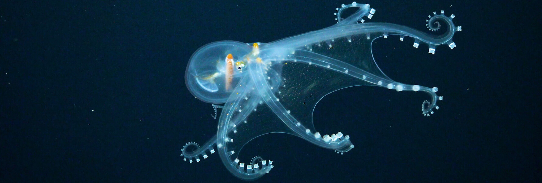 Scientists ExploreSeamounts in Phoenix Island Archipelago, Gaining New ...