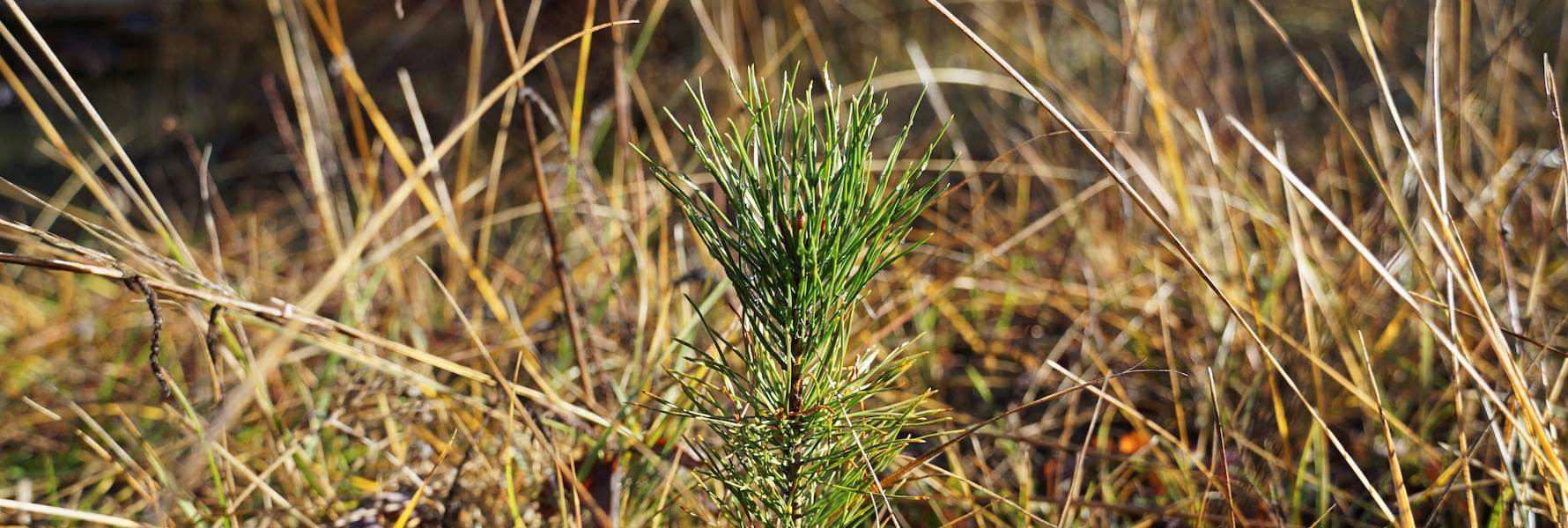 Wildfire Reforestation Innovator DroneSeed raises Series A Funding ...