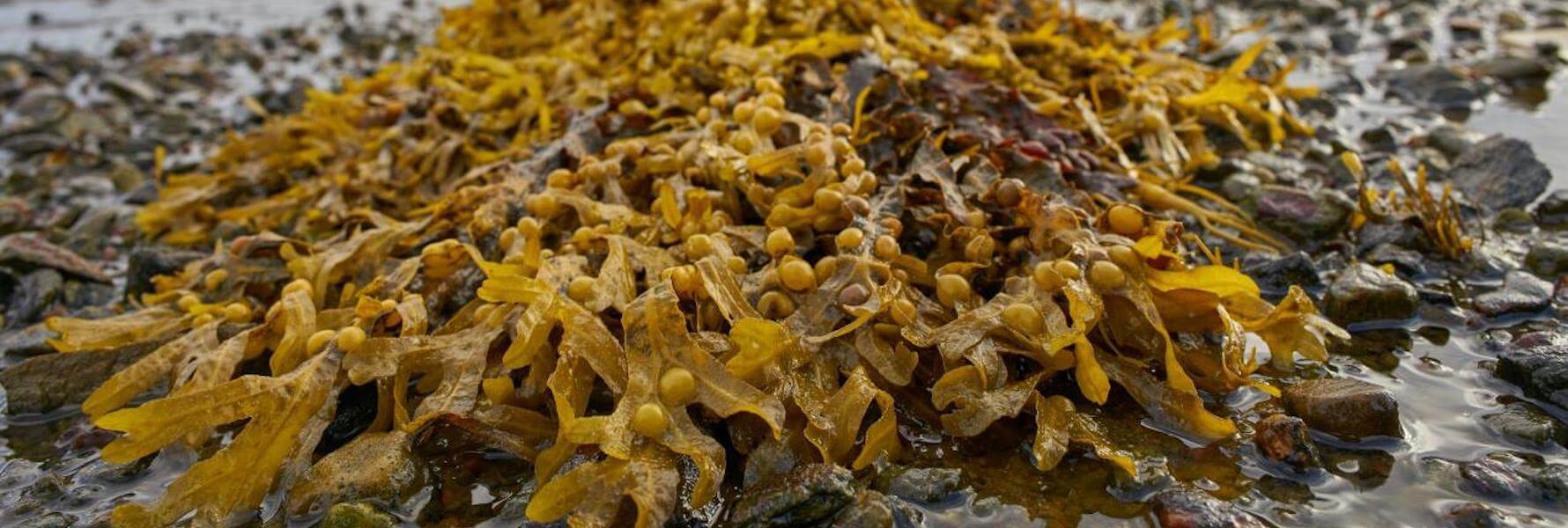 Seaweed Supplements Could Significantly Reduce Livestock Methane ...
