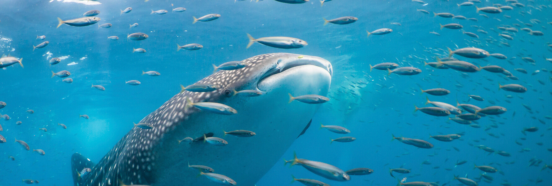 New Study Highlights the Need for Long-Term Population Monitoring of ...