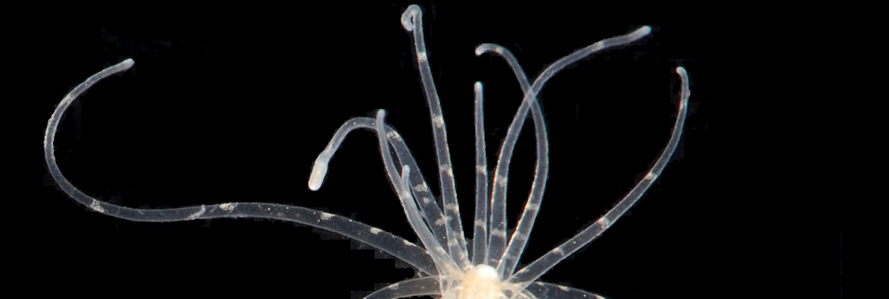 The Team of Biologists from The University of Vienna Discovers The Old ...