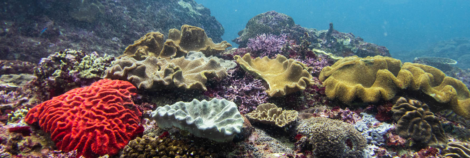 Coral Reef Protection To Grow With The Green Fins Hub — SEVENSEAS Media