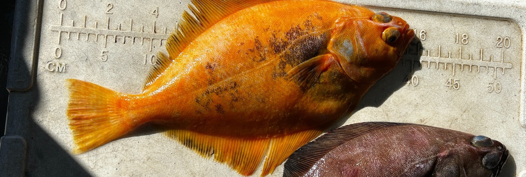 Xanthochromism in Petrale Sole — SEVENSEAS Media