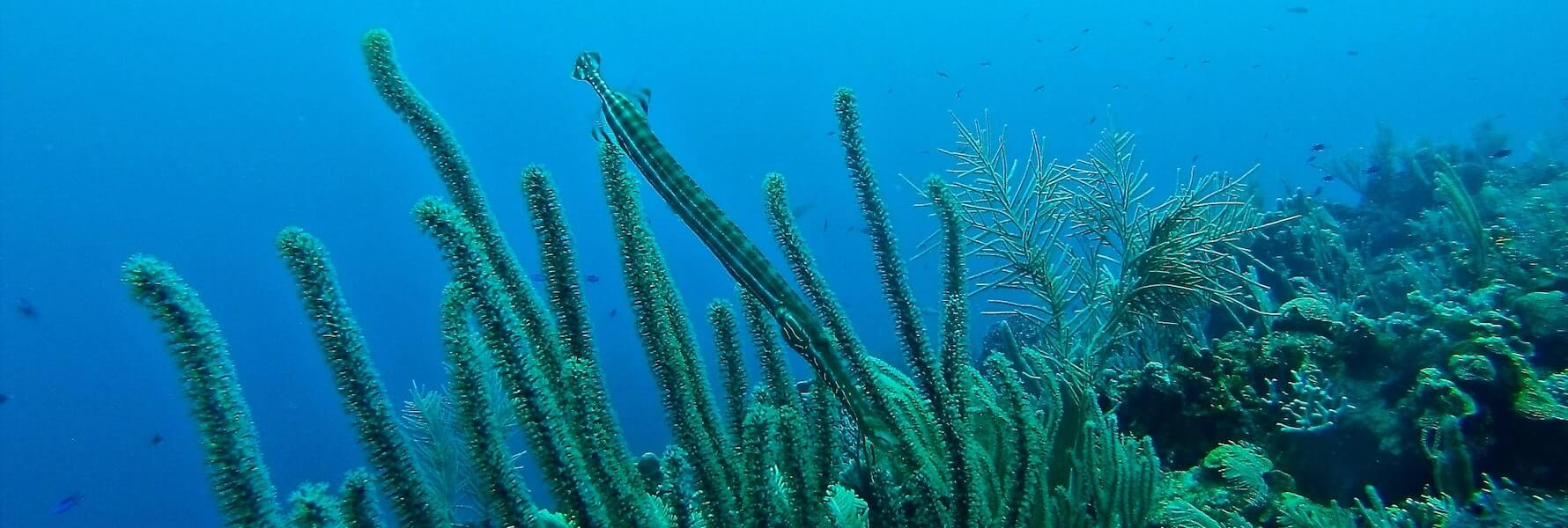 Scientists Called for Urgent Conservation of Deep Reefs, One of The ...