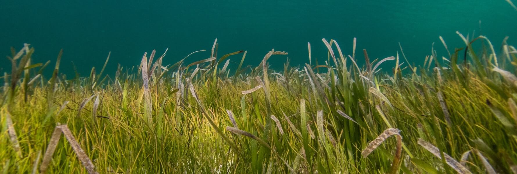 Rebalancing Bermuda’s Ecosystem A Solution for Carbon Sequestration and ...