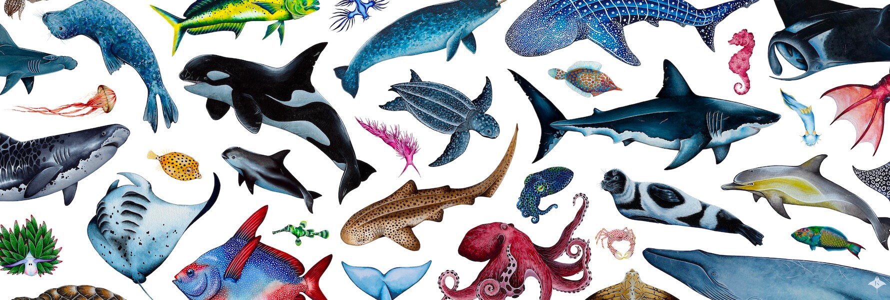 Janavi Kramer: Ocean Artist & Scientific Illustrator, on The Importance ...