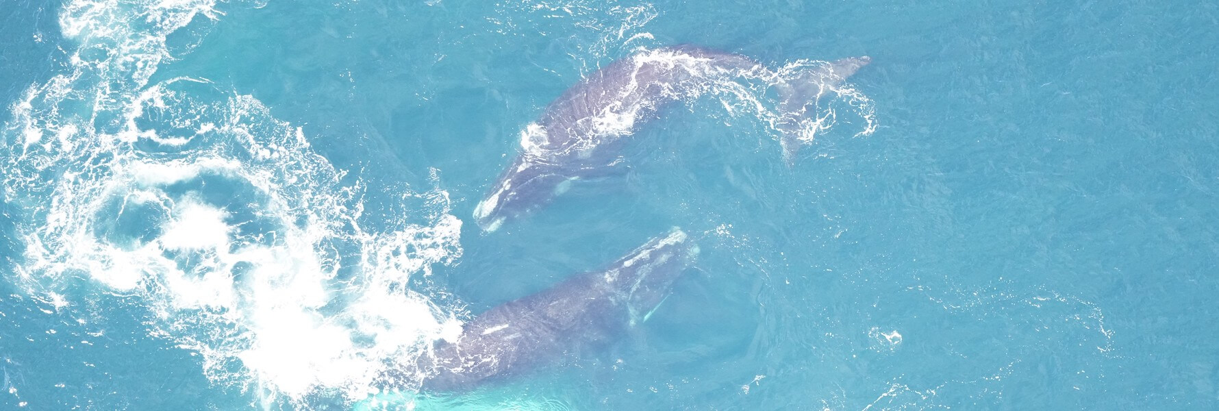 Aquarium Scientists See One Third of North Atlantic Right Whale ...