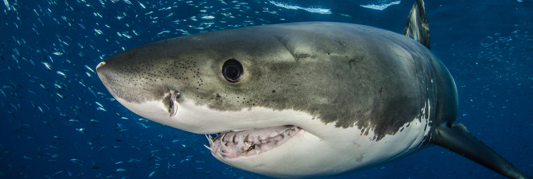 Discover White Charks & More in 3D: Cutting-Edge, Interactive Shark and ...