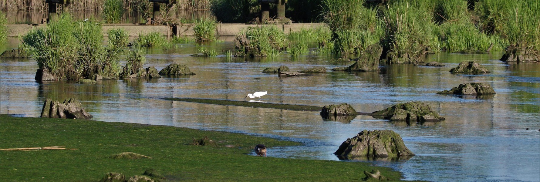 NY/NJ Harbor Estuary Designated as Hope Spot: A Remarkable Urban ...