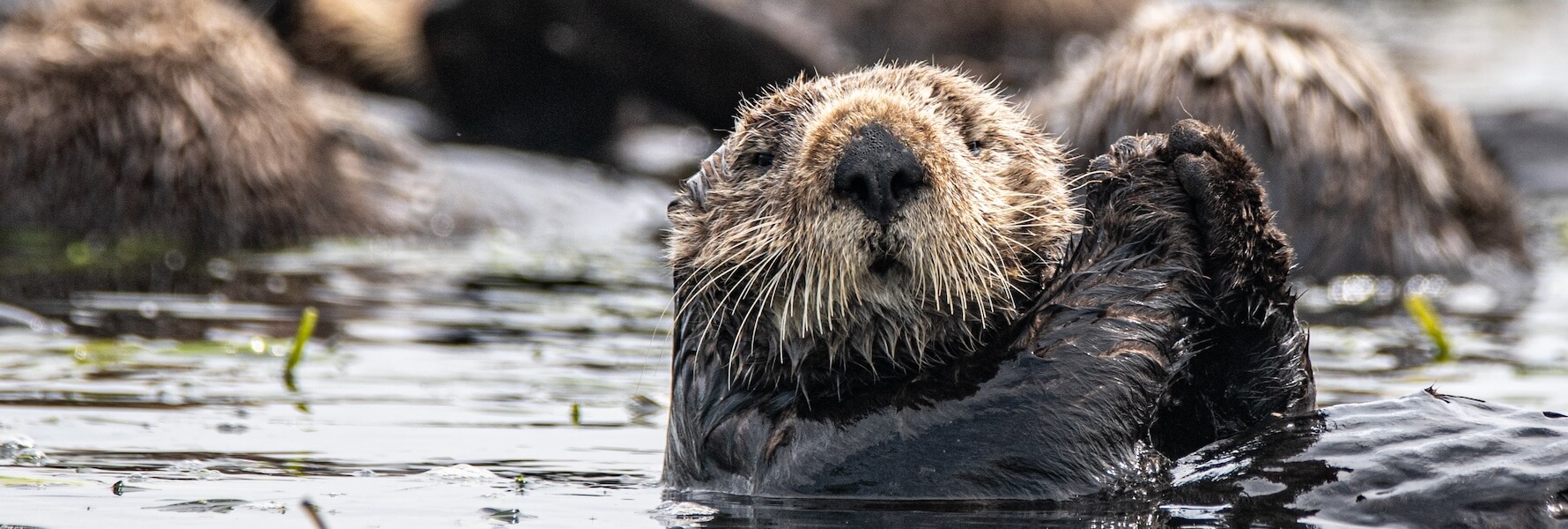 U.S. Fish & Wildlife Service: Southern Sea Otters to Maintain ...