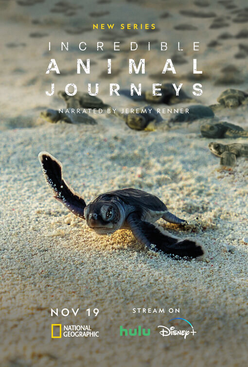 Incredible Animal Journeys: Explore the Epic Survival of Animals with ...