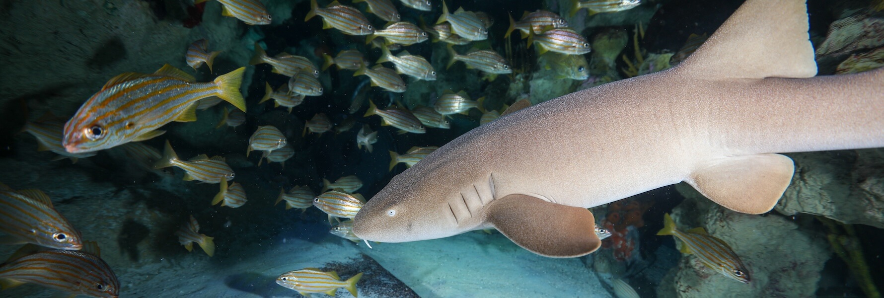 New England Aquarium Expands Shark Population with Arrival of Nurse ...