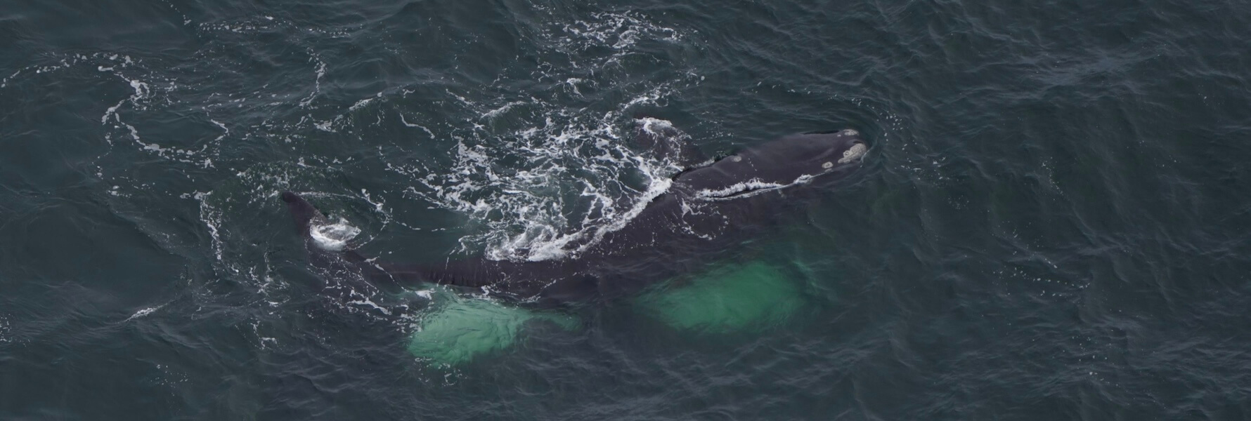 Aquarium Scientists Mark Milestone for North Atlantic Right Whale Photo ...