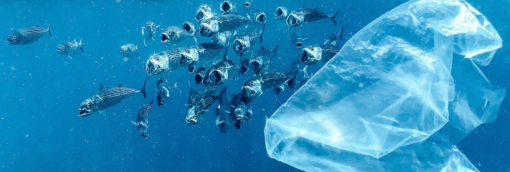Choking The Seas: How Marine Debris is Reshaping Ecosystems — SEVENSEAS ...