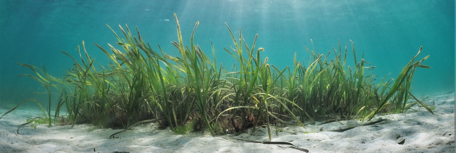Pioneering Welsh Seagrass Nursery Growing & Sowing Seeds to Restore ...