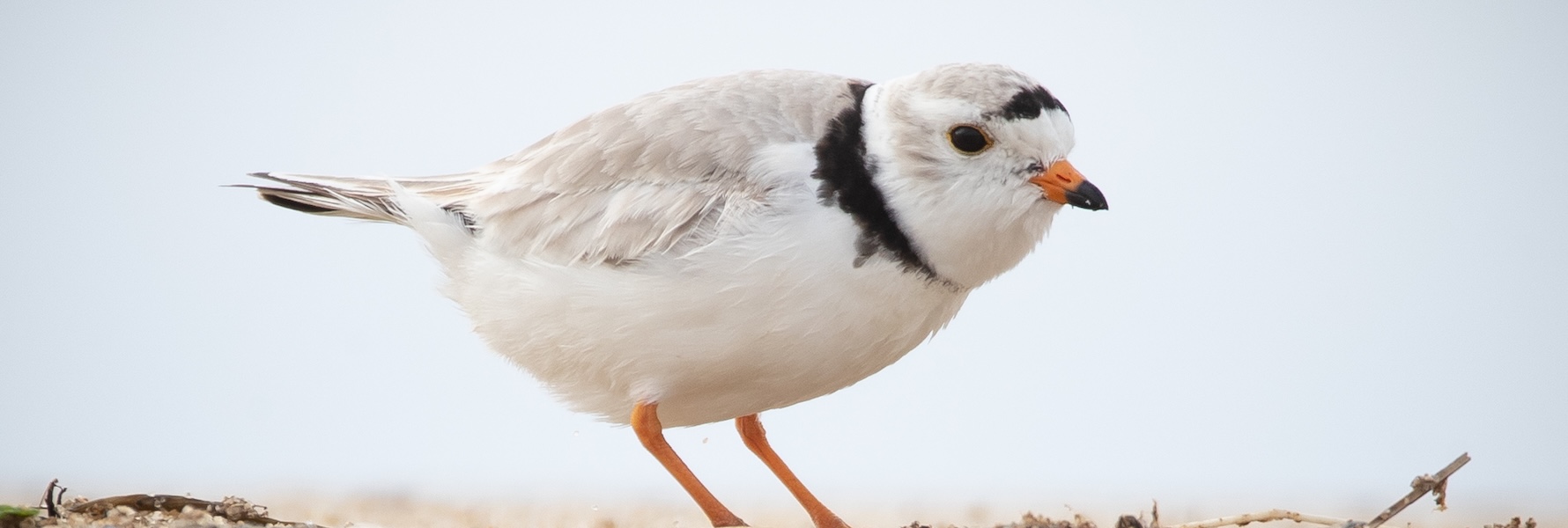 Piping Plovers: Climate Change Threatens Endangered Shorebirds ...
