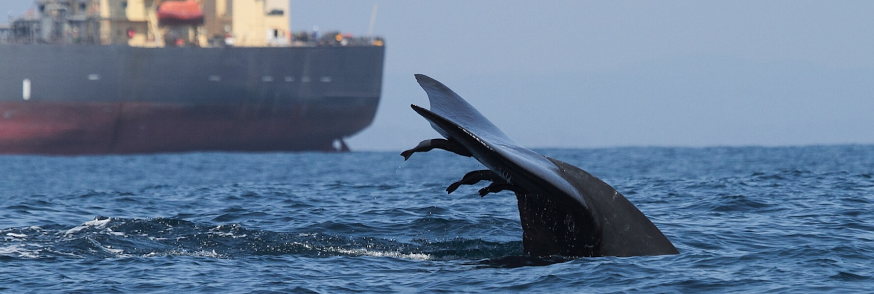 New Study Finds Solutions to Whale-Ship Collisions Within Reach ...