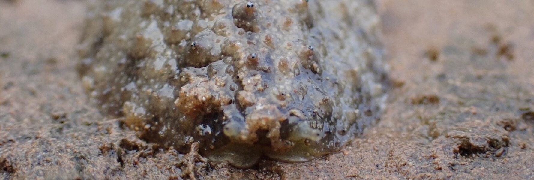 Secretive Slugs Could Hold Key to WA’s Hidden Marine Biodiversity ...