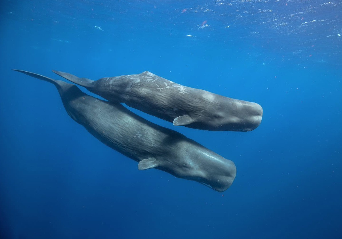 Feature Destination: Dance With Whales - Join us Swimming with Nature's ...