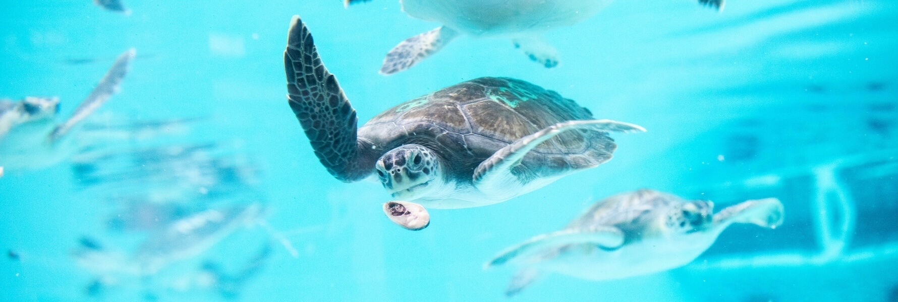 Rescued Sea Turtles Receive Greek Mythology-Themed Names as ...