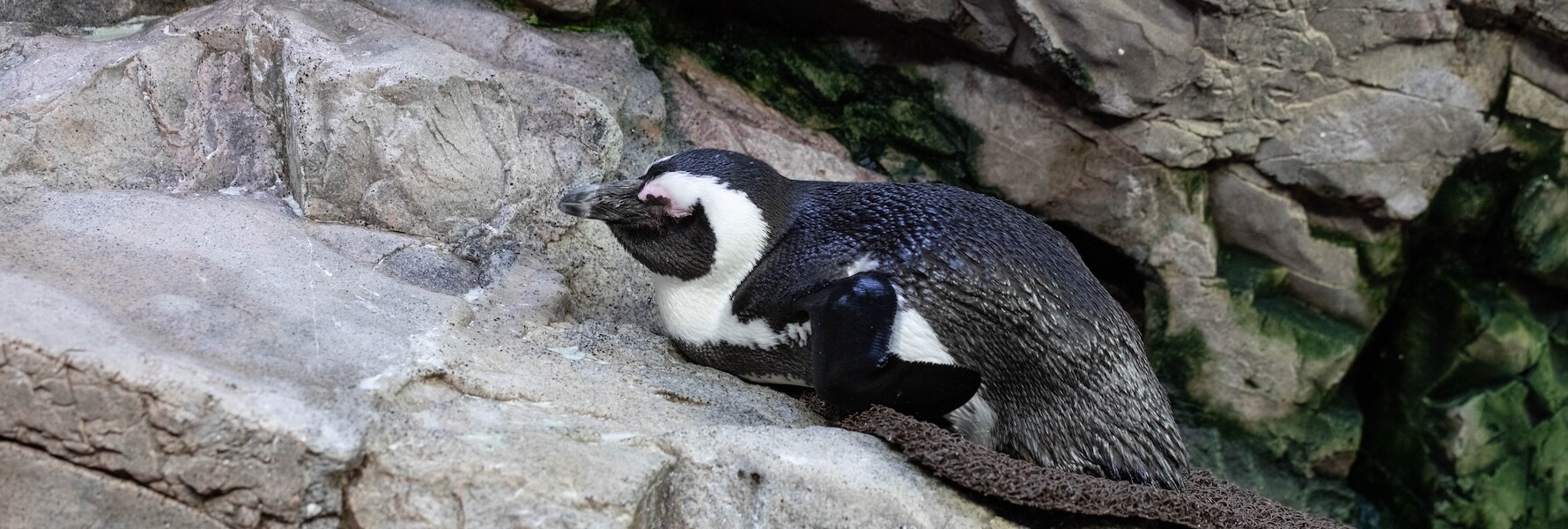 Aquarium Creates “Retirement Home” for Aging Penguins — SEVENSEAS Media