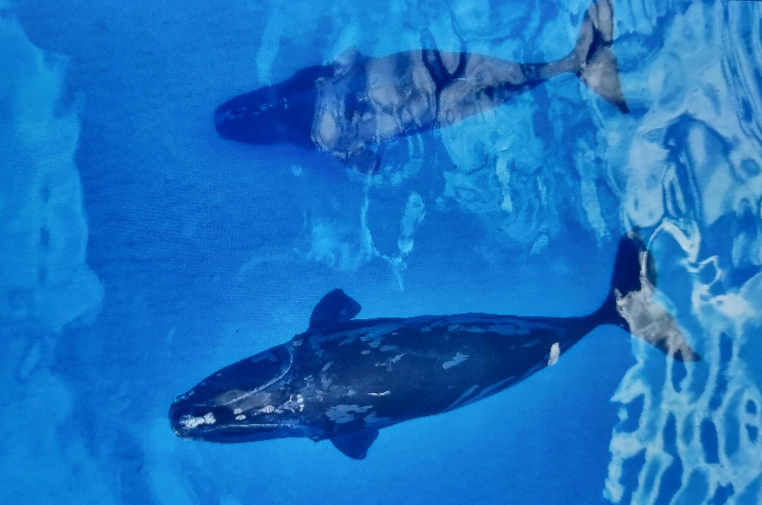 First North Atlantic Right Whale Sighting in The Bahamas — SEVENSEAS Media