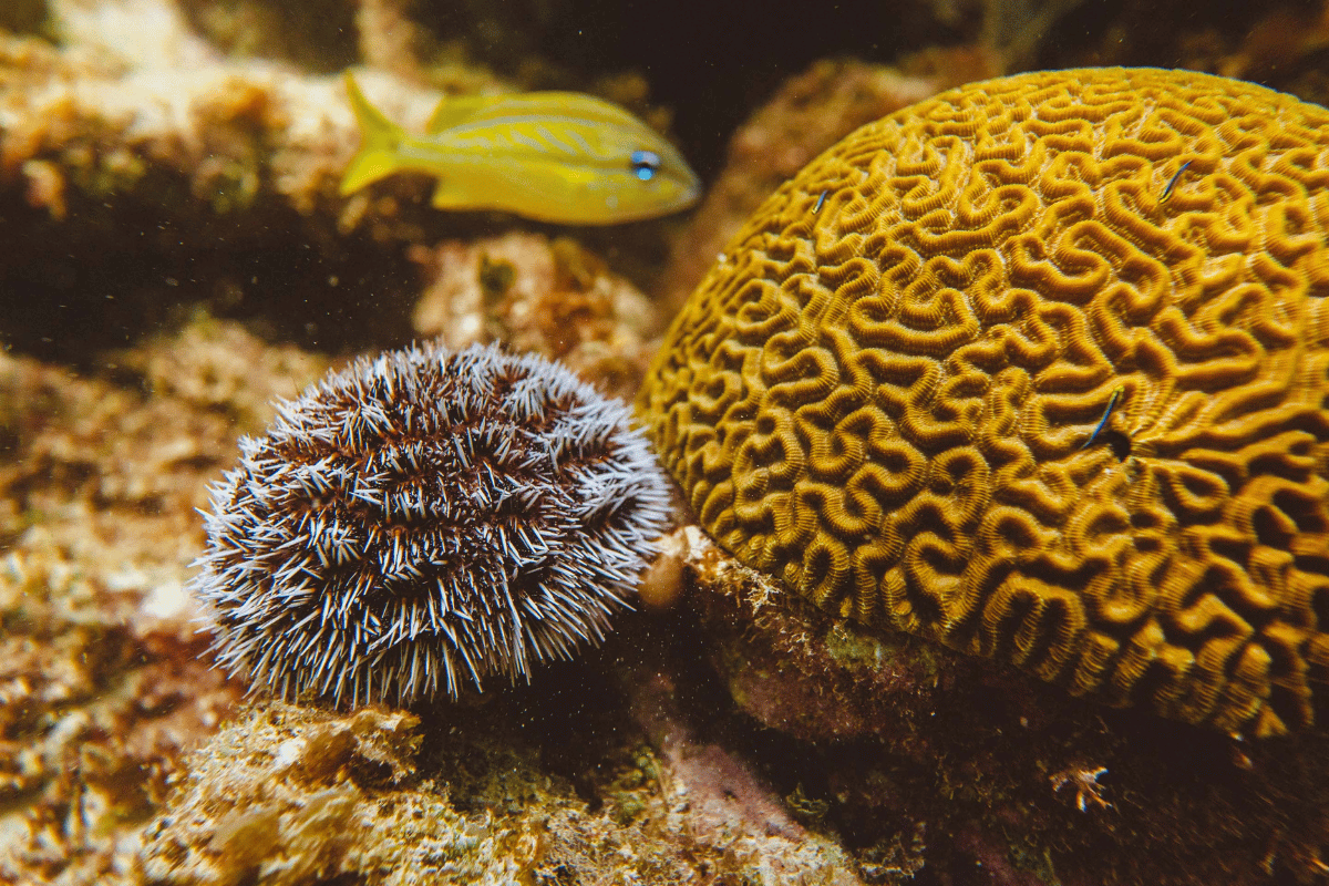 Tiny Heroes: How Sea Urchins and Crabs Might Save the Caribbean's Coral ...