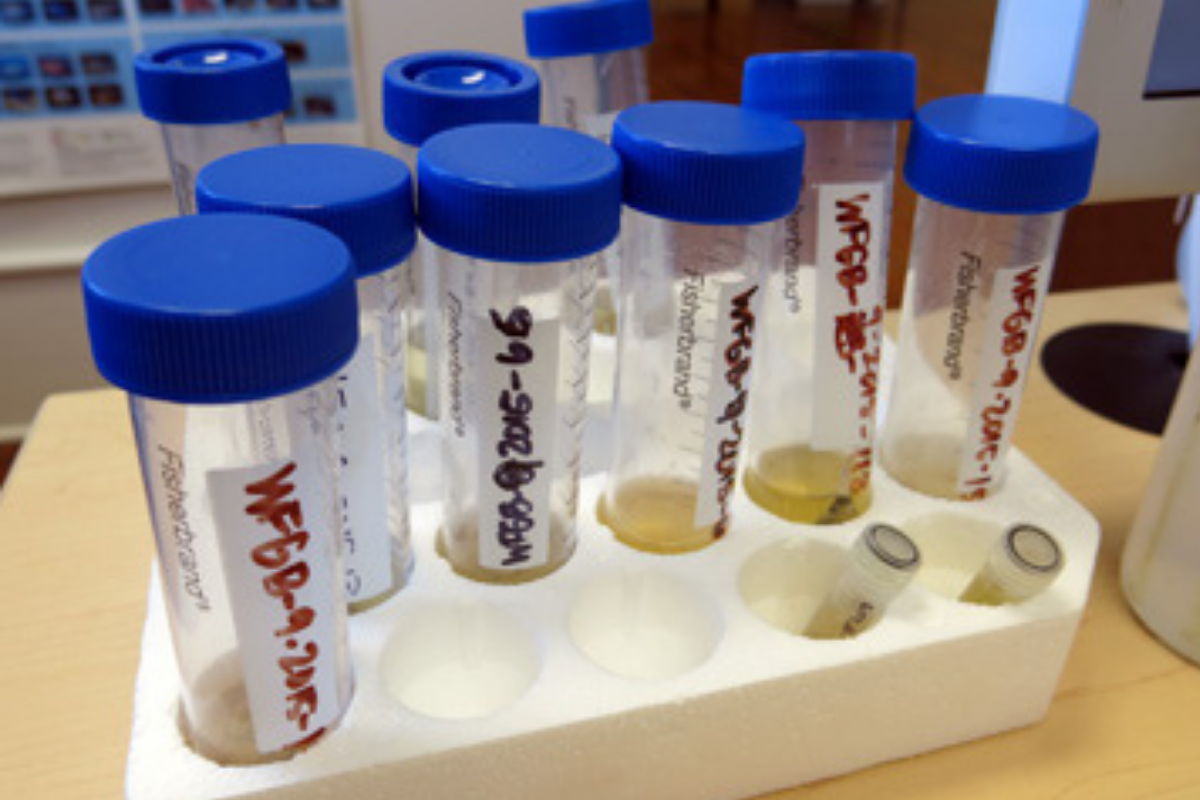 Lionfish Genetic Research Samples - DNA Analysis Marine Invasion ...