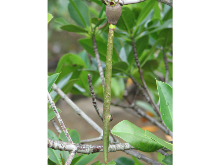 Mangrove Seedling/Propagule — SEVENSEAS Media