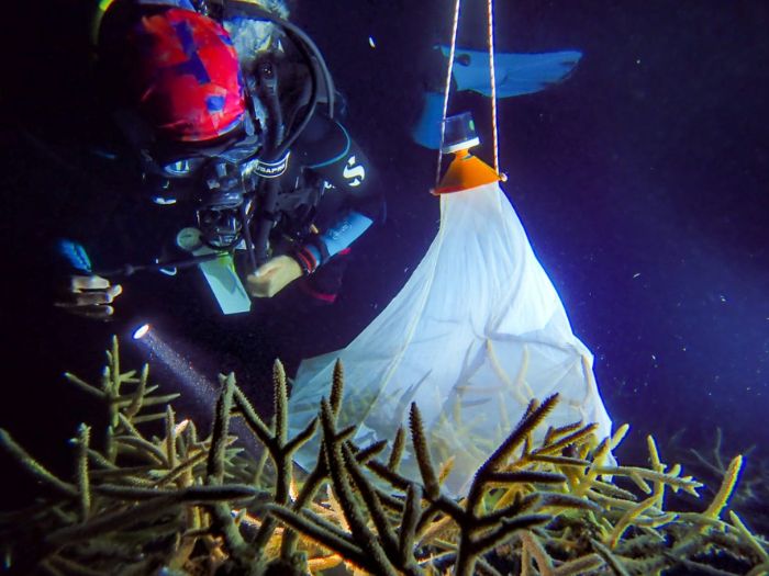 How Scientists Are Racing to Save the World's Coral Reefs with 16 Bold ...