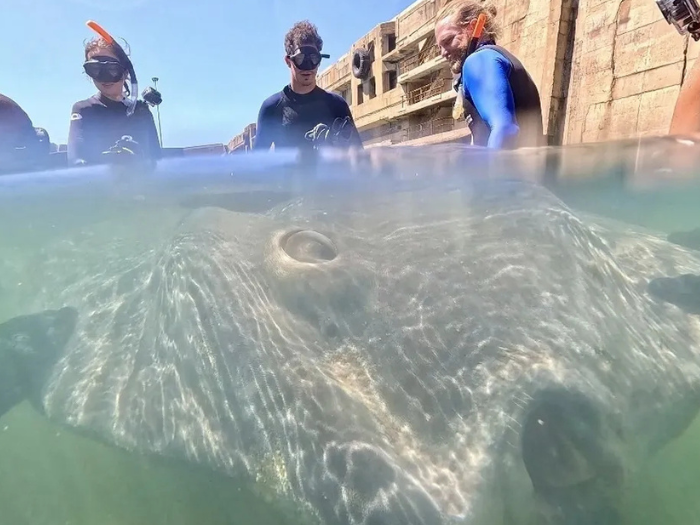 Cape Town Team Rescues Record One-Ton Sunfish on New Year's Day ...